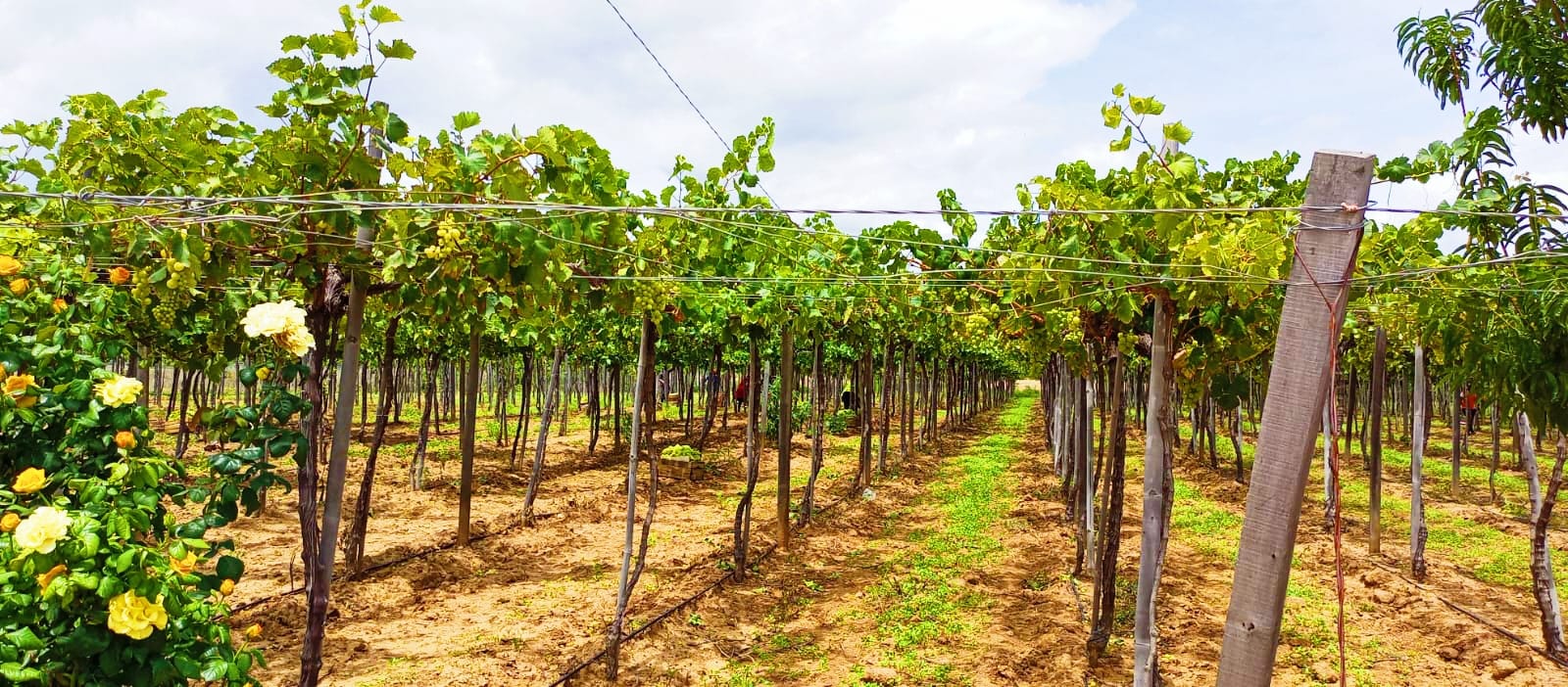 Comunarios de Colón Norte denuncian que el INRA los estaría despojando ...